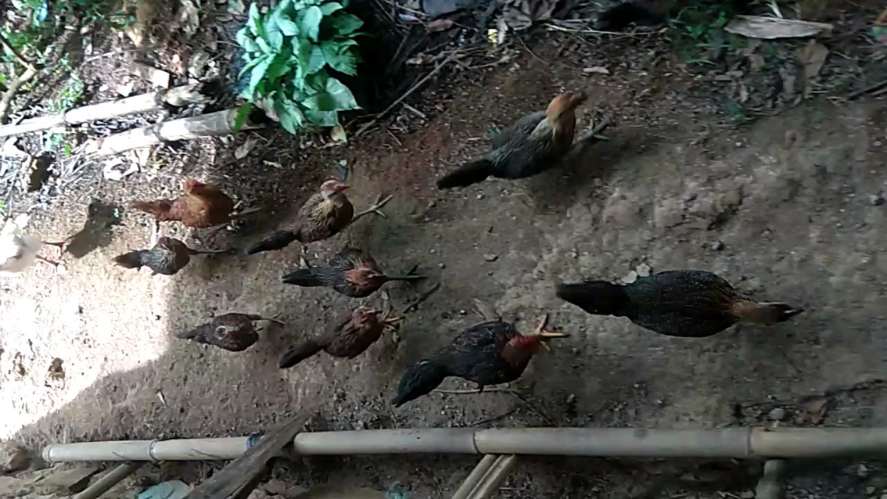 AYAM nya BAPER apa laper ya?????😀 - YouTube