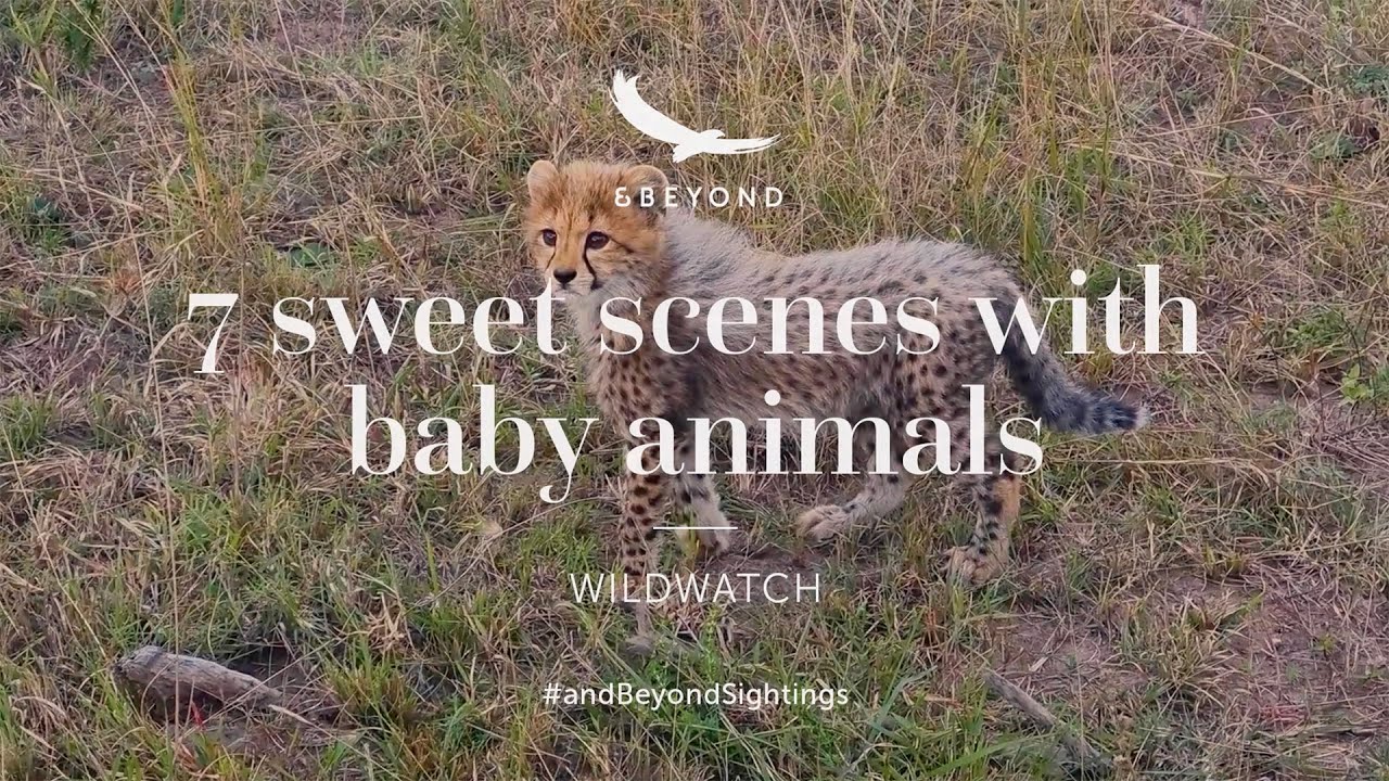 7 sweet scenes with baby animals - YouTube