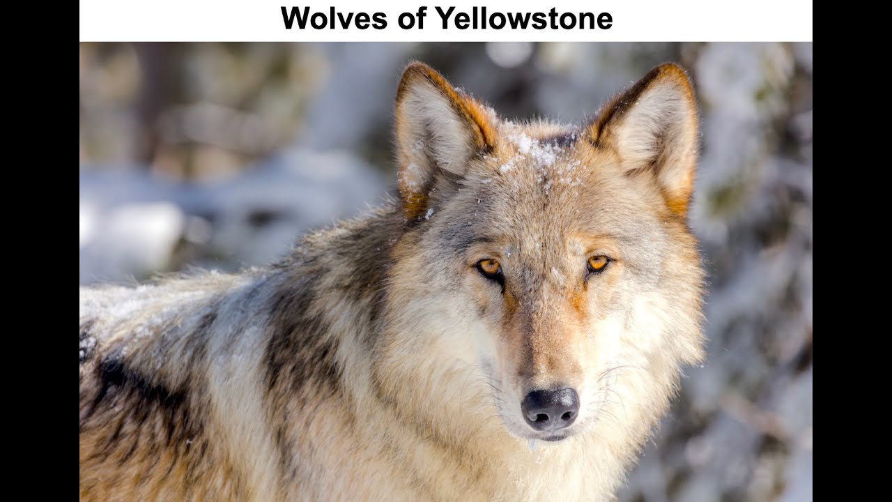 Impact of Wolf Reintroduction in Yellowstone - YouTube