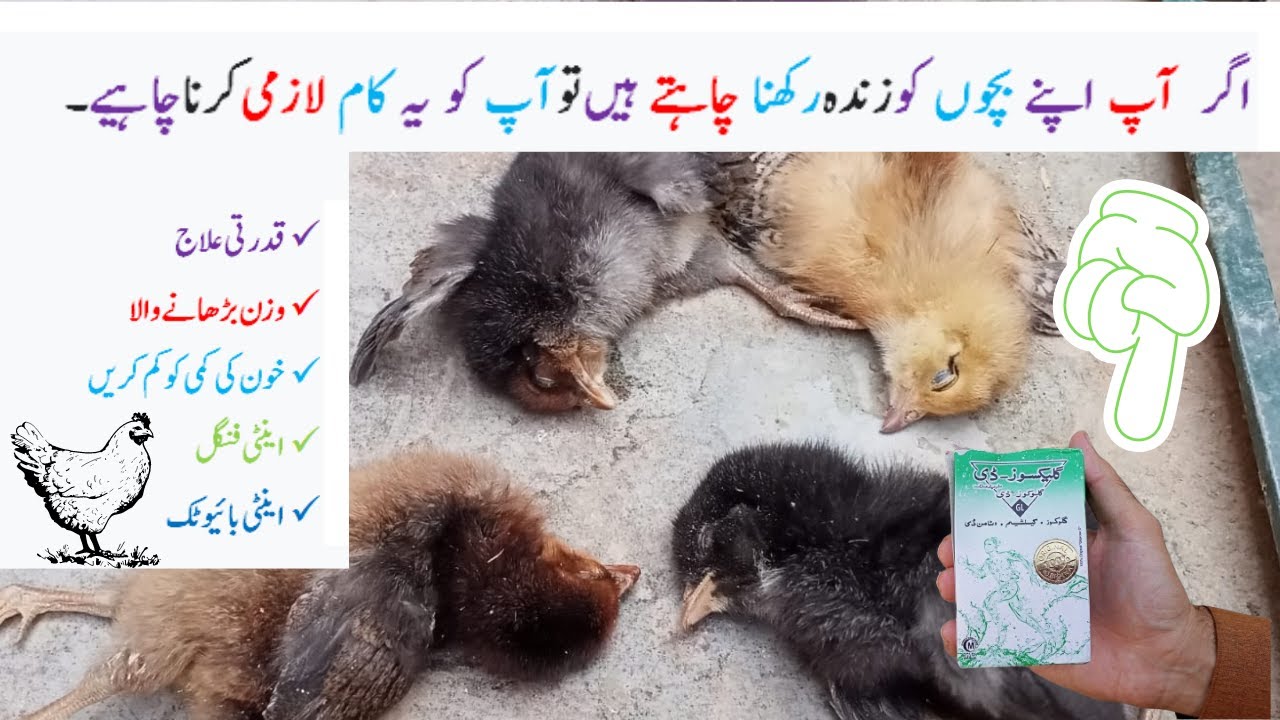 Glucose For Chickens In Summer || Weight Gainer For Poultry Tip 2 ...