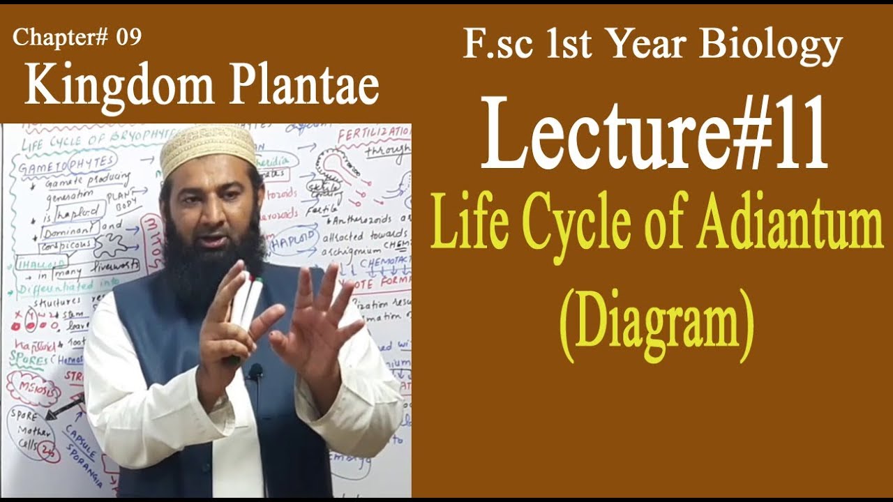 Biology Ch#09-Lecture#11 Life cycle of adiantum(Diagram) (F.Sc 1st Year ...