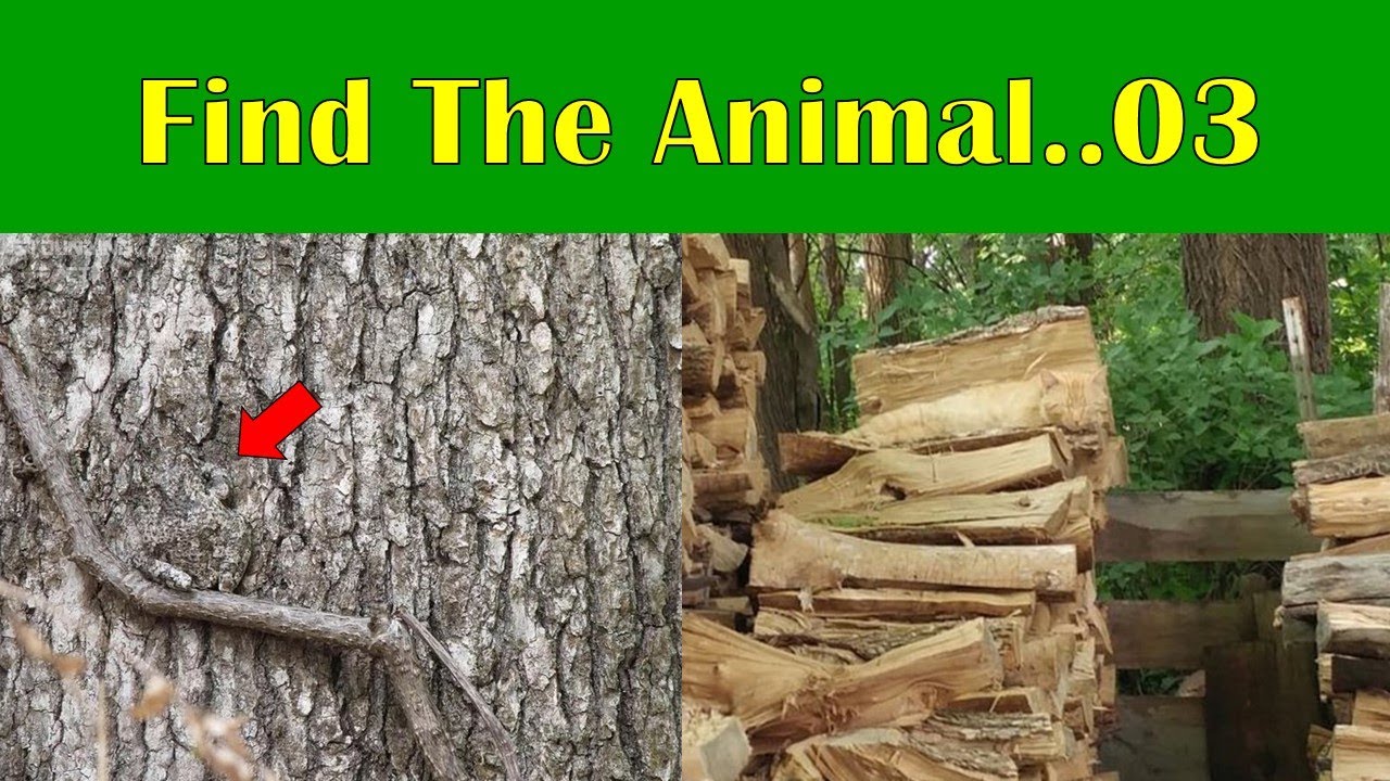 You Can t Find The Hidden Animals quiz Part 03 YouTube you-can-t-find-the-hidden-animals-quiz-part-03-youtube