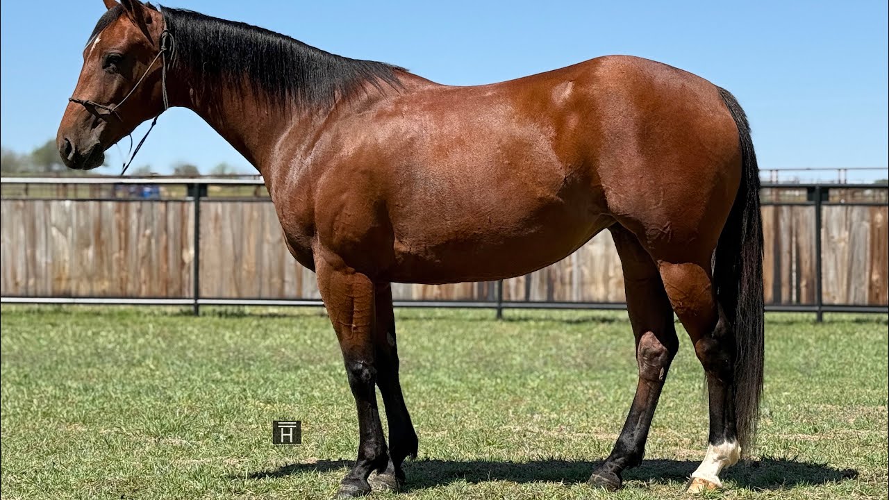 Smart Ruby Tuesday - 2022 AQHA Mare - YouTube
