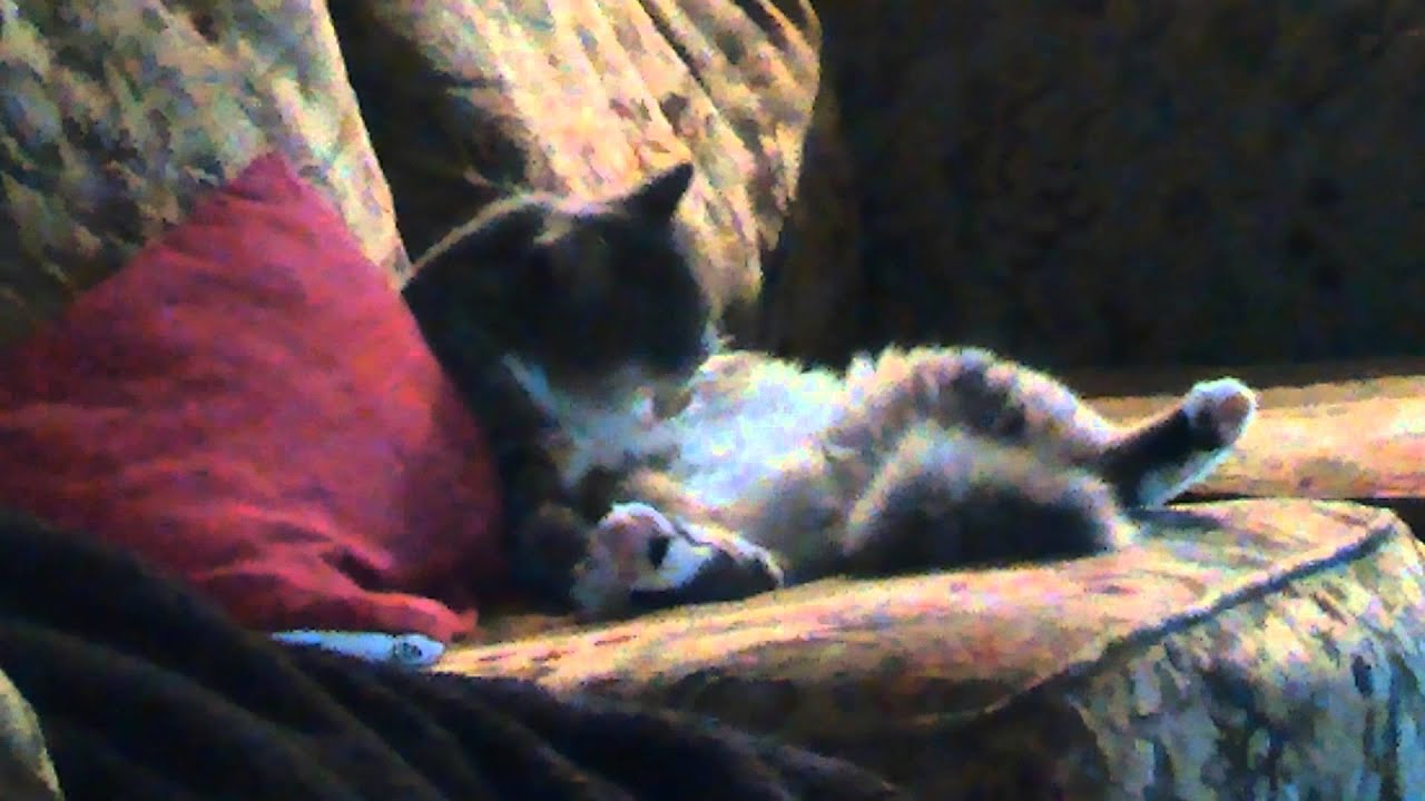 Affects of a sneeze on a baby Kitty - YouTube