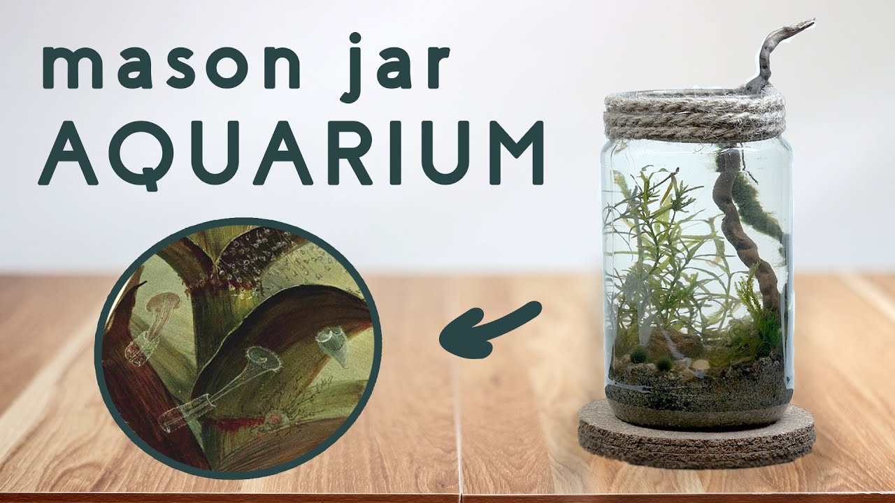 Create a Living Ecosystem Inside a Mason Jar! - YouTube