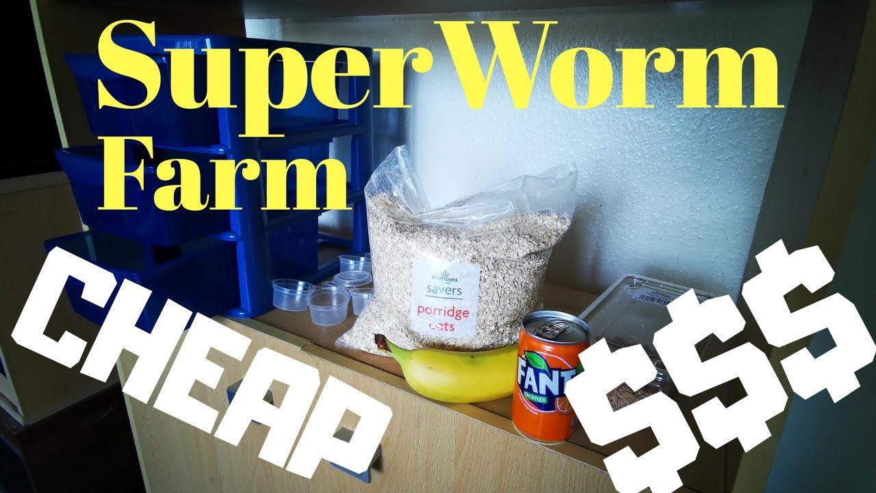 Superworm Farm (Complete Build In Detail) 2019 CHEAP - YouTube