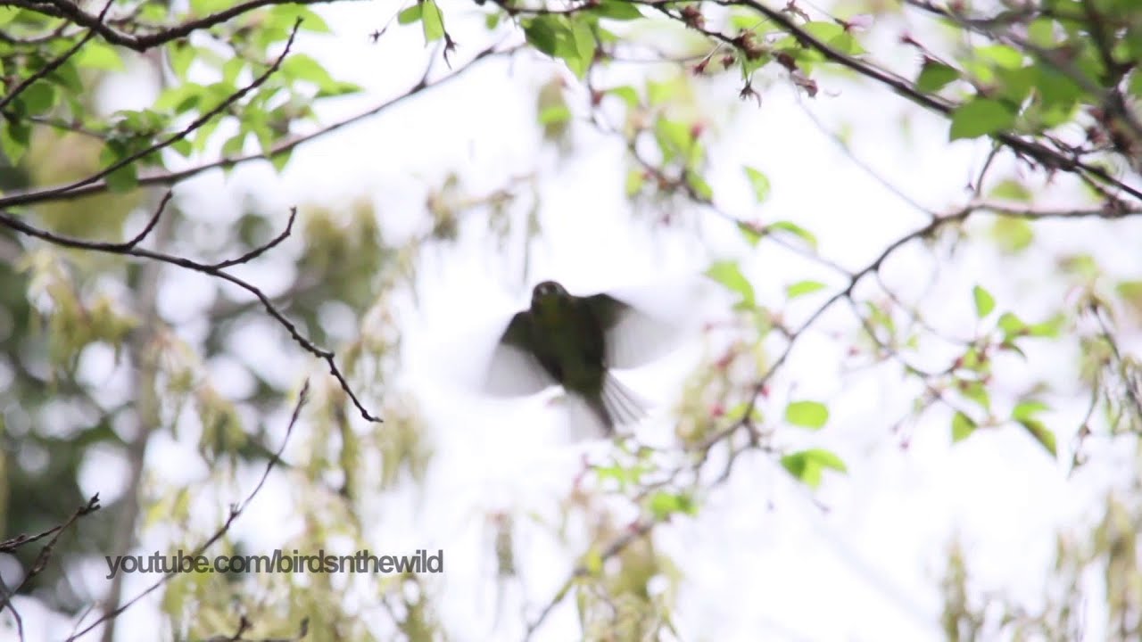 White-Eye bird flying towards the camera - YouTube