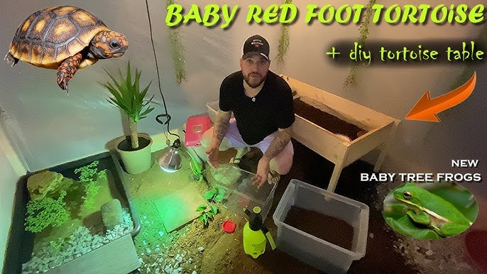 Sulcata Tortoise Table