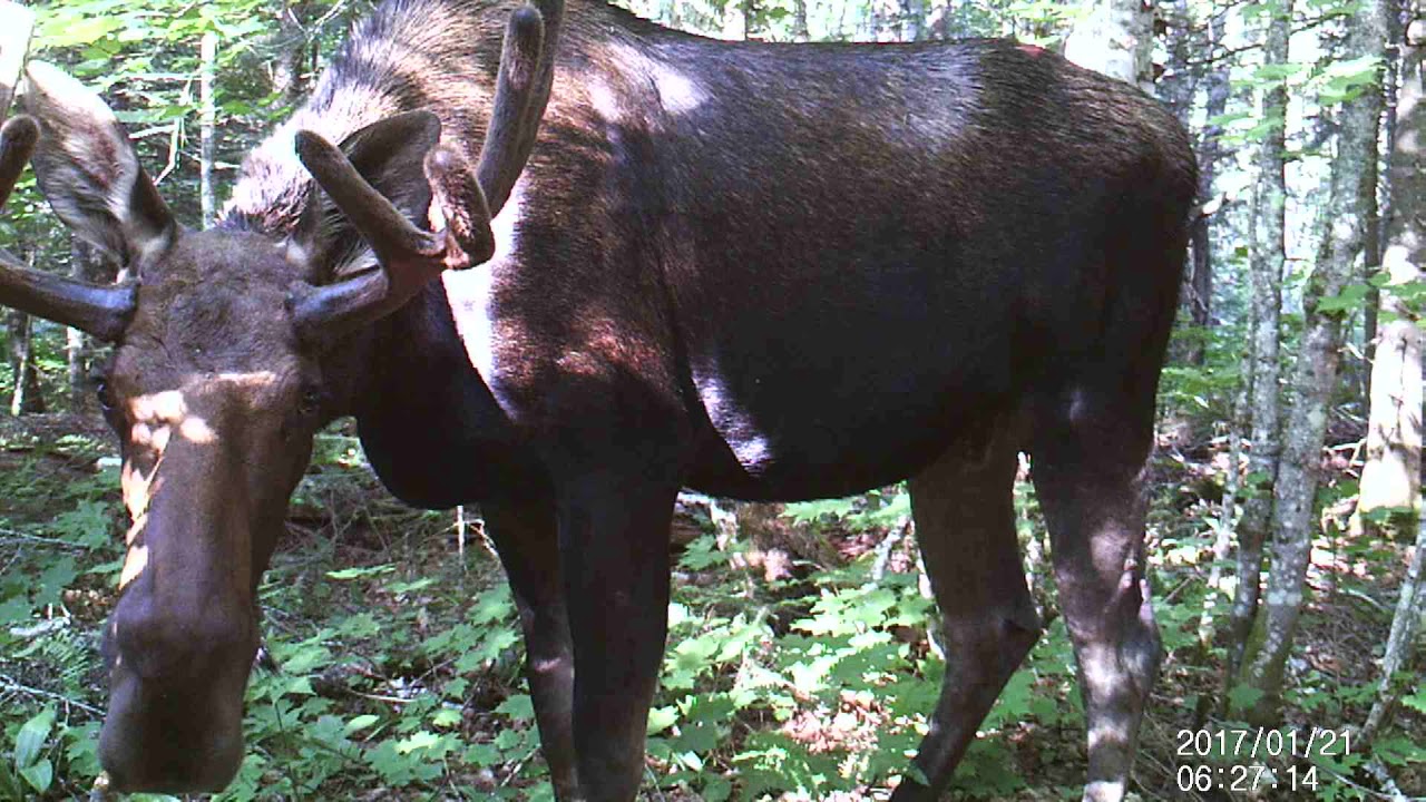 Canadian Swamp Donkey - YouTube