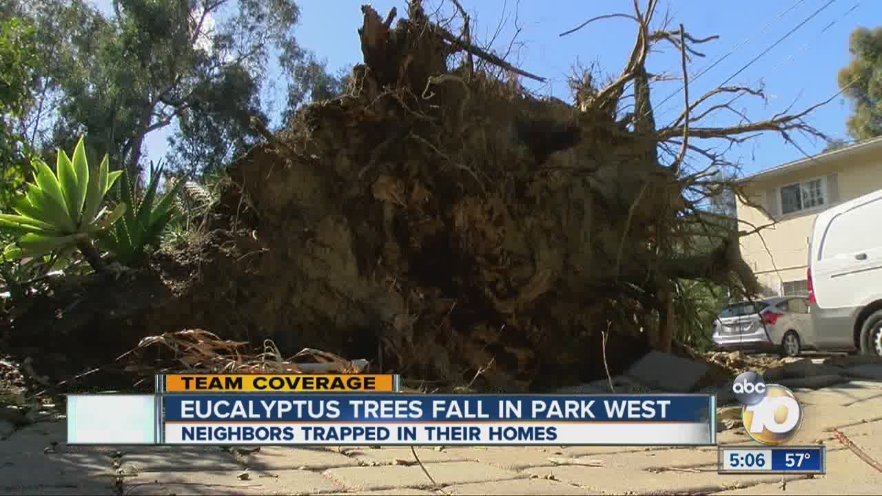 Eucalyptus trees fall in Park West during storm - YouTube