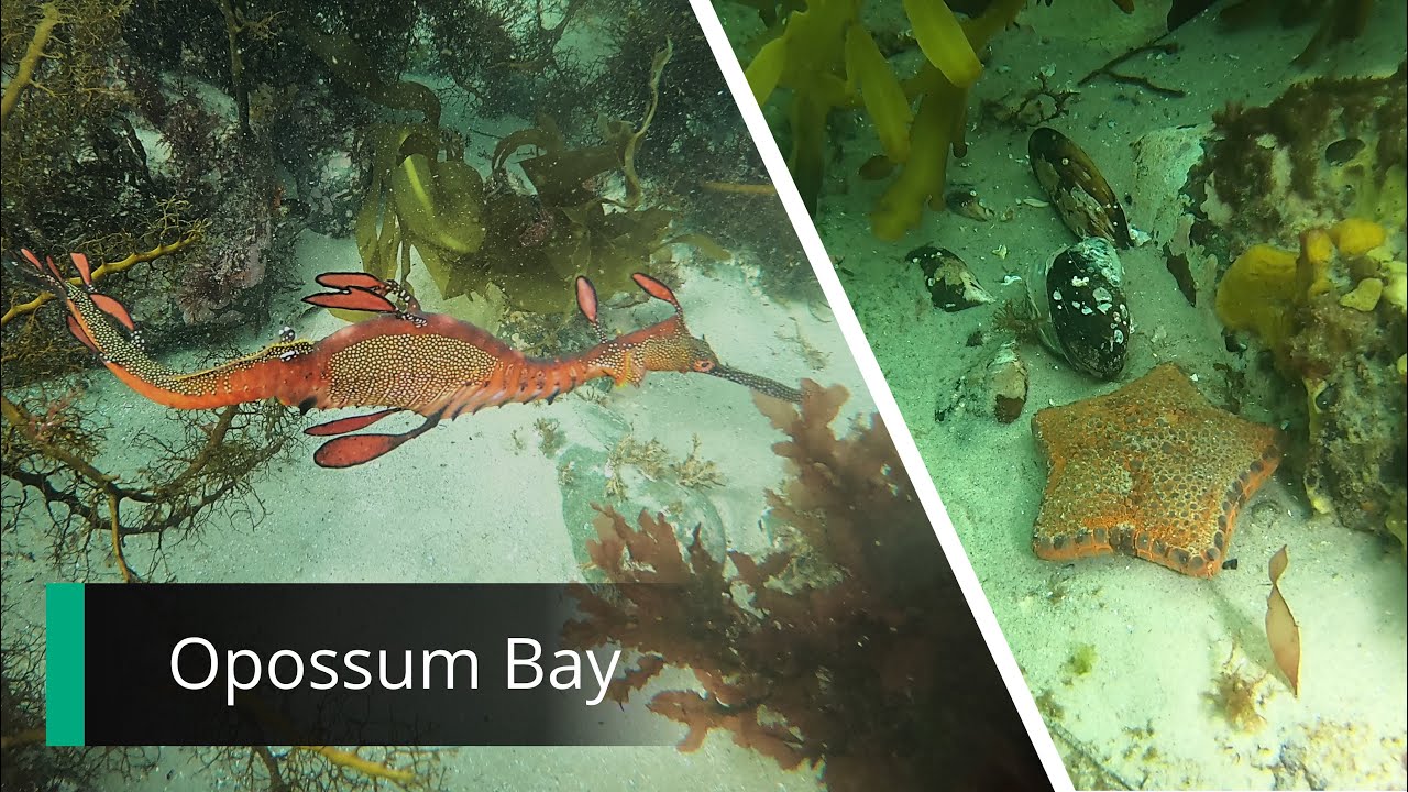 Opossum Bay Weedy Sea Dragon - Freediving in southern Tasmania - YouTube