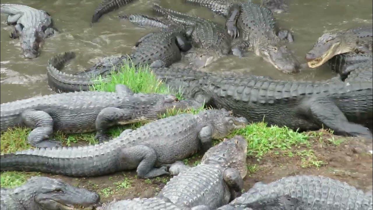 30 Alligators in High Walk or Slithering in Grass, Huge Gator Dominates ...