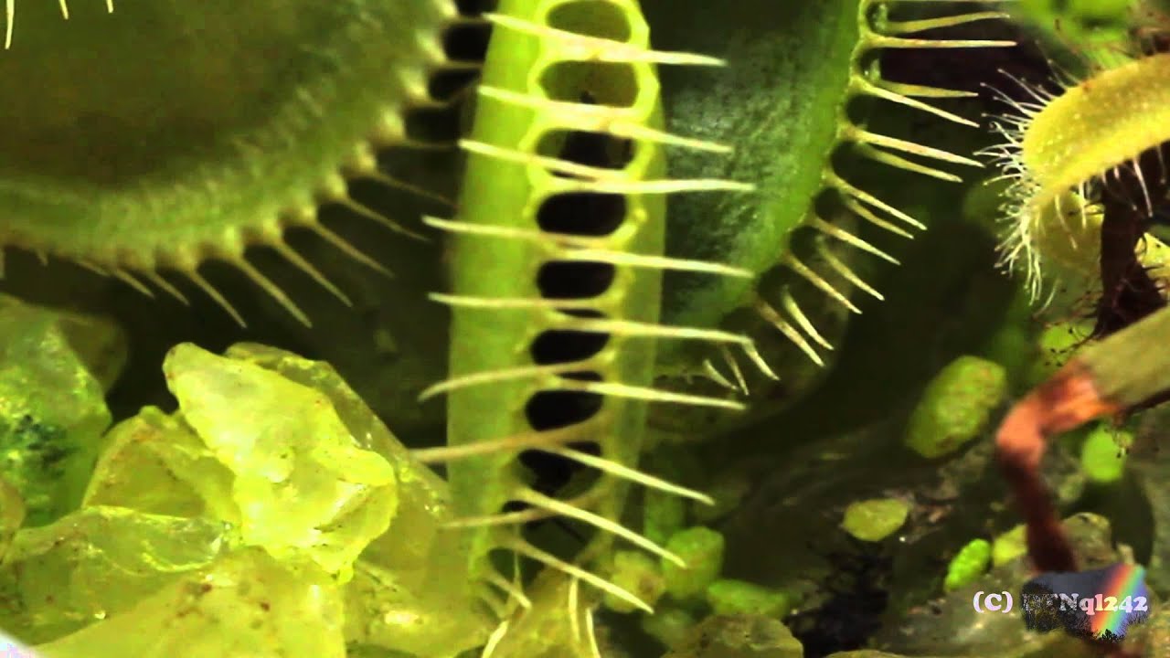Carnivorous Plants Venus fly trap eats woodlouse/isopod / Venusfliegenfalle und Kellerassel ...