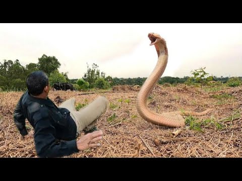 A man's terrifying moment when confronting a ferocious king cobra in ...