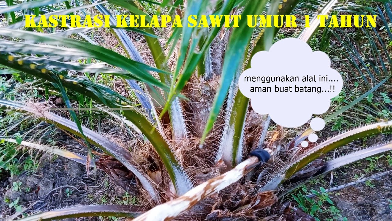 Dengan alat sederhana....ini !!!! proses Kastrasi TBM kelapa sawit Umur ...