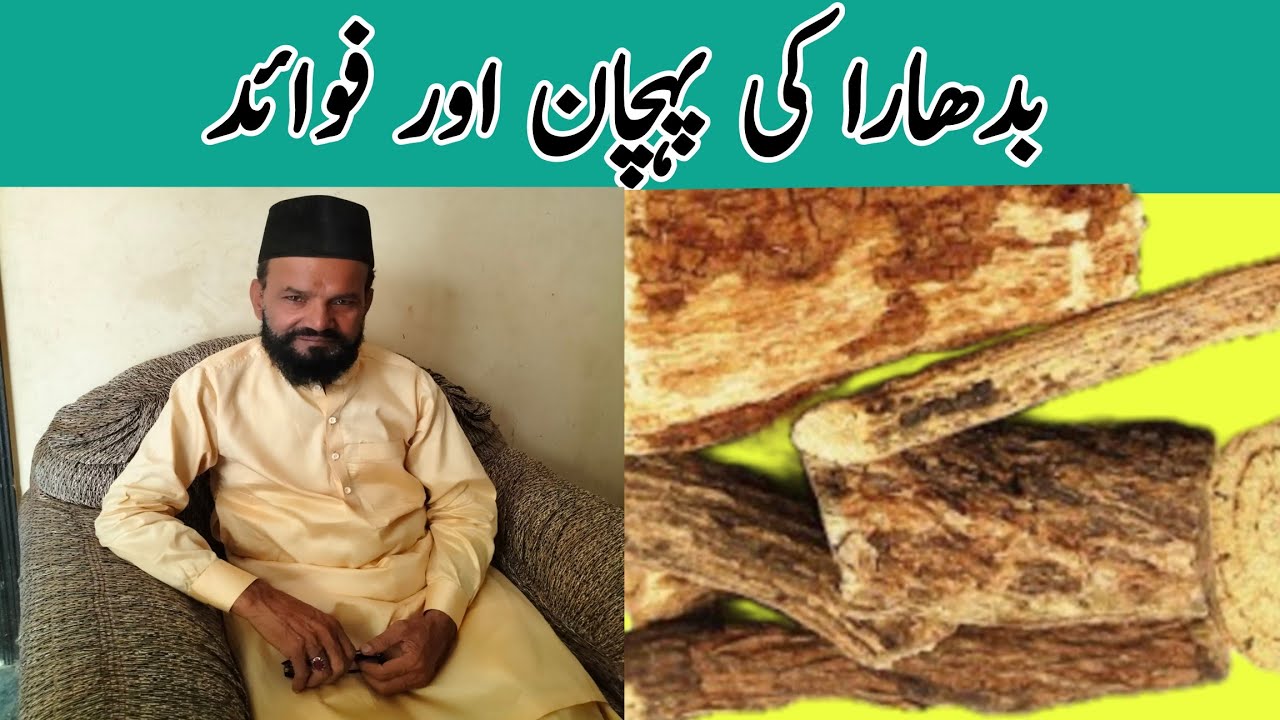 Bidhara | Vidhara | Vrudhdaru | Argyreia speciosa ke fayde | بدھارا کی ...