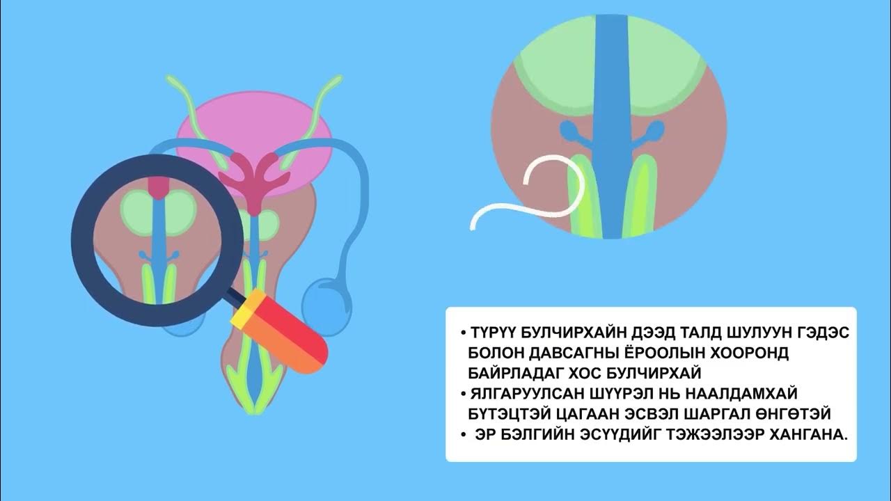 Нөхөн Үржихүйн Эрхтэн Тогтолцоо Youtube