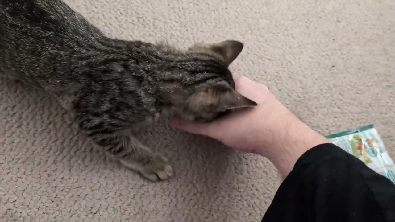 Kitten's first catnip - YouTube