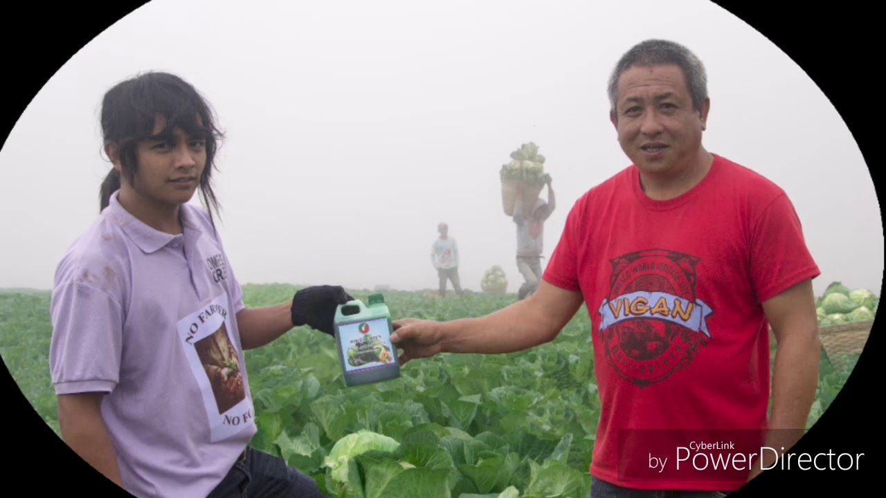 I LOVE FARMING Together With Omega Green, Foliar Fertilizer - YouTube