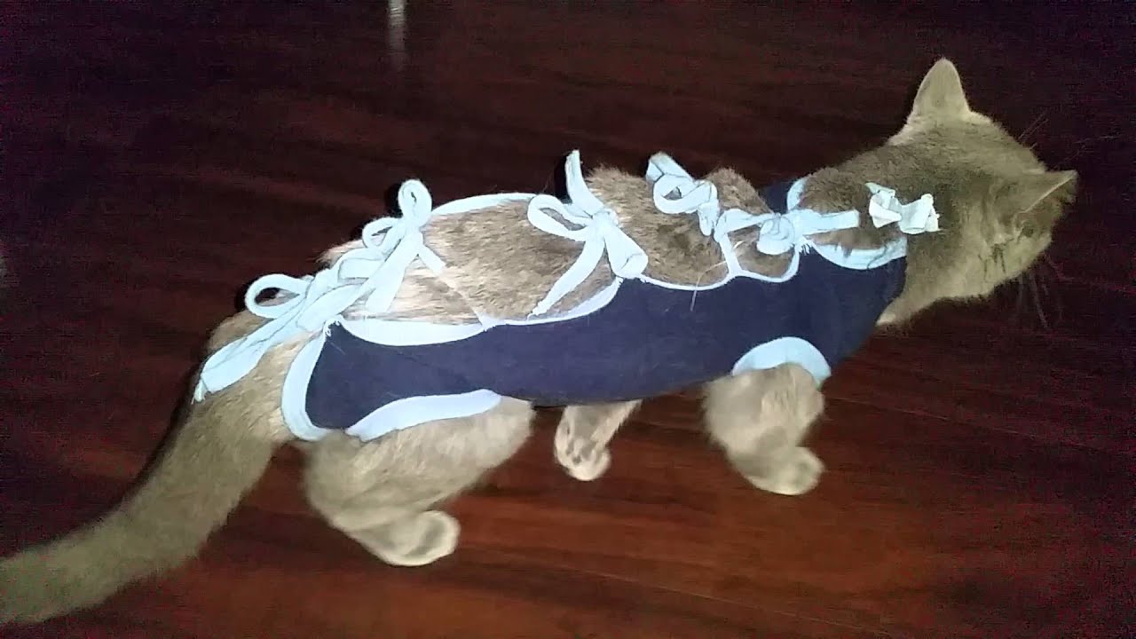 Kotka brytyjska po sterylizacji | ForumWiedzy - YouTube