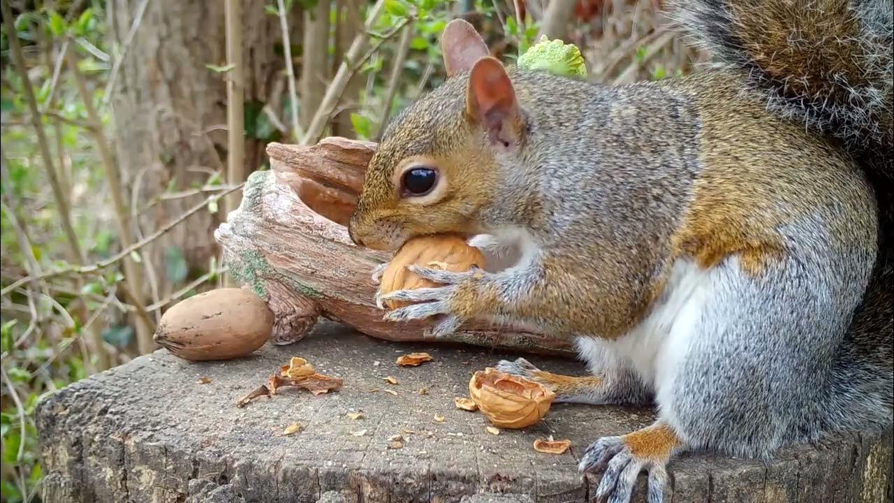 How long does it take for a squirrel to open a walnut? 😍☺️👀 - YouTube