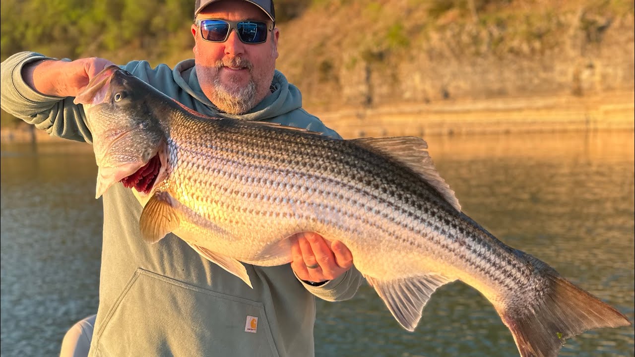 HUGE Beaver Lake Striped Bass 2024 - YouTube