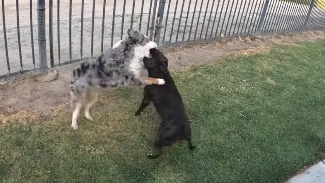 Small Staffy, Big Boss: Puddy the Pack Leader! - YouTube
