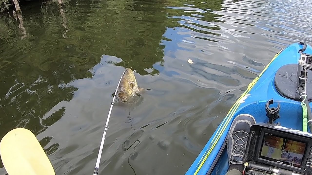 Epic - Golden Barra smashes lure next to kayak - YouTube
