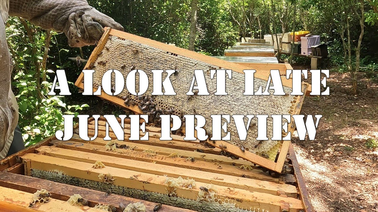 A Look at Late June Preview | #colesfarmnc #jacksonvillenc #beekeeping ...