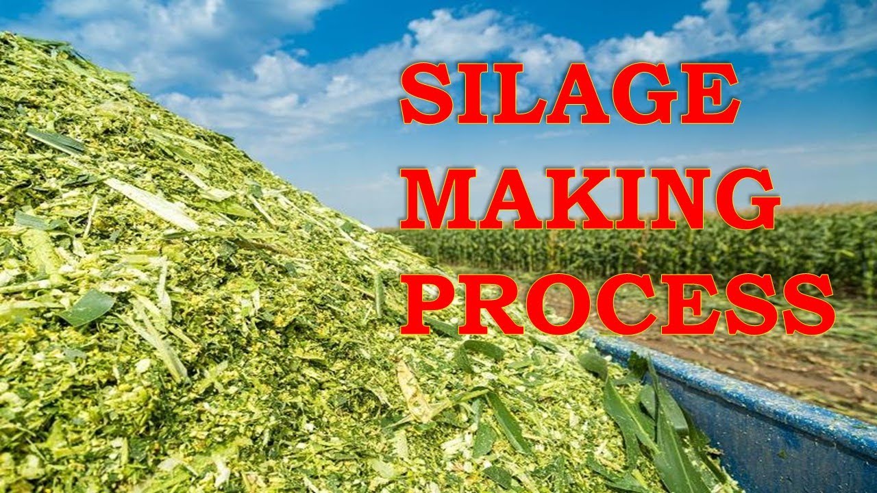 Detailed Silage making process #silagemaking - YouTube