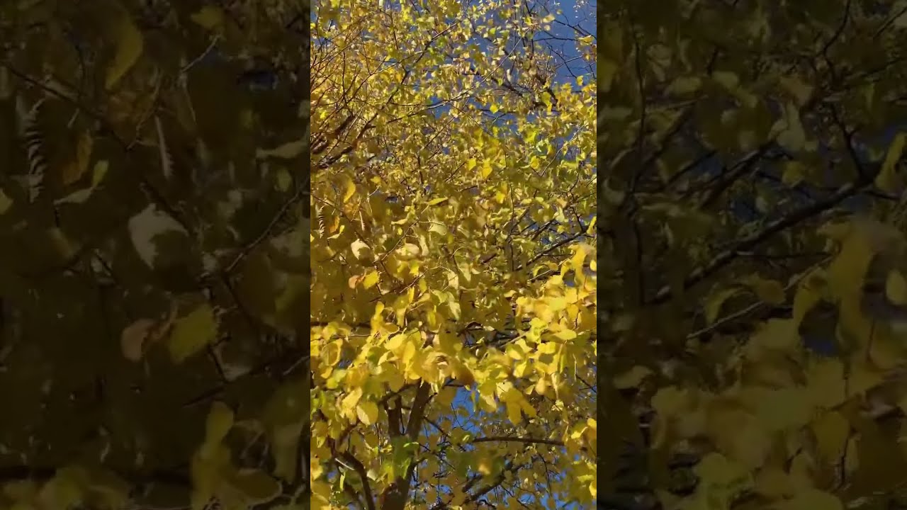 Rustling Leaves Sound Effect Wind YouTube Rustling Leaves Sound Effect Wind YouTube