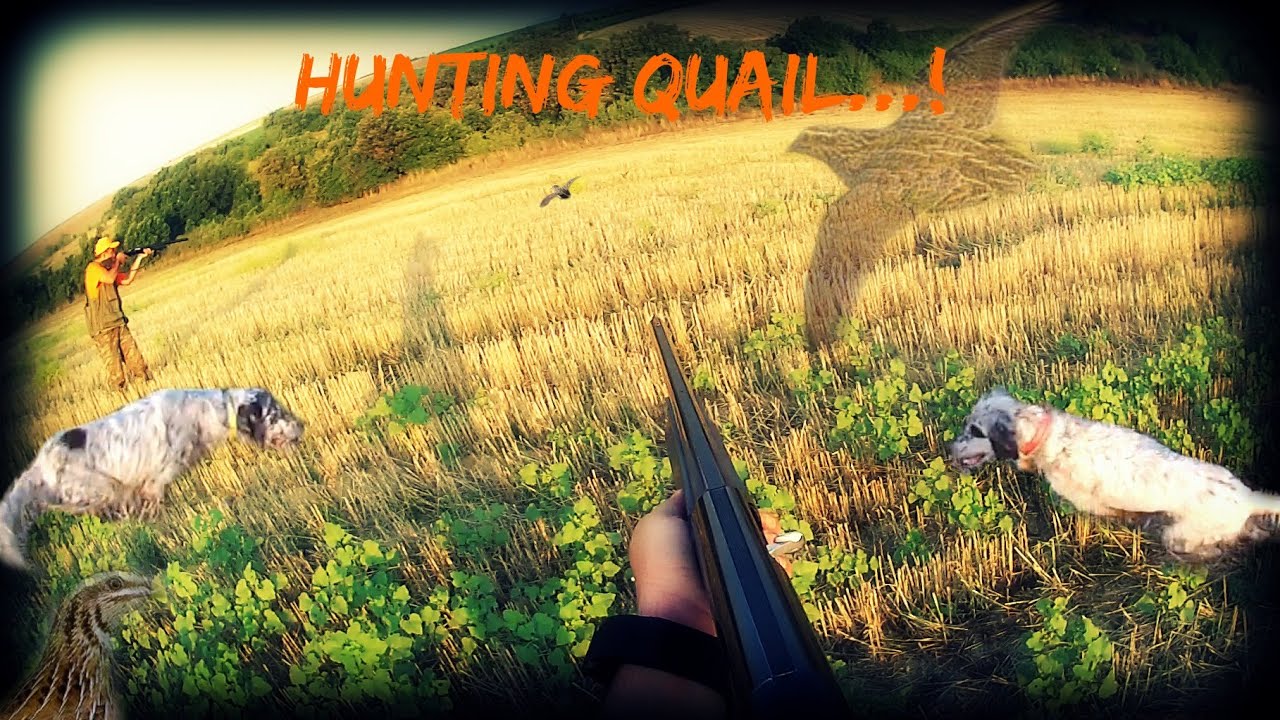 Κυνήγι ορτυκιού.2015 Μέρος 1ο.!!!hunting Quail.Part 1.! - YouTube