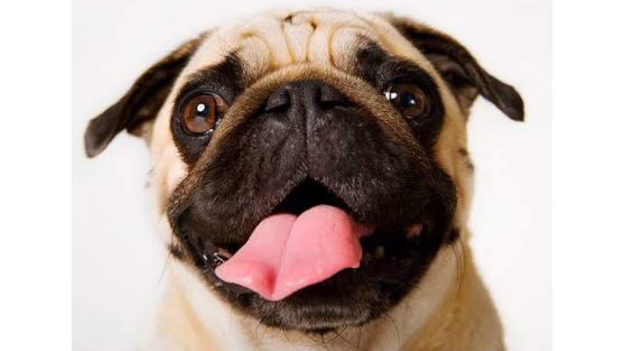 The Next 8-Bit Pug! - YouTube