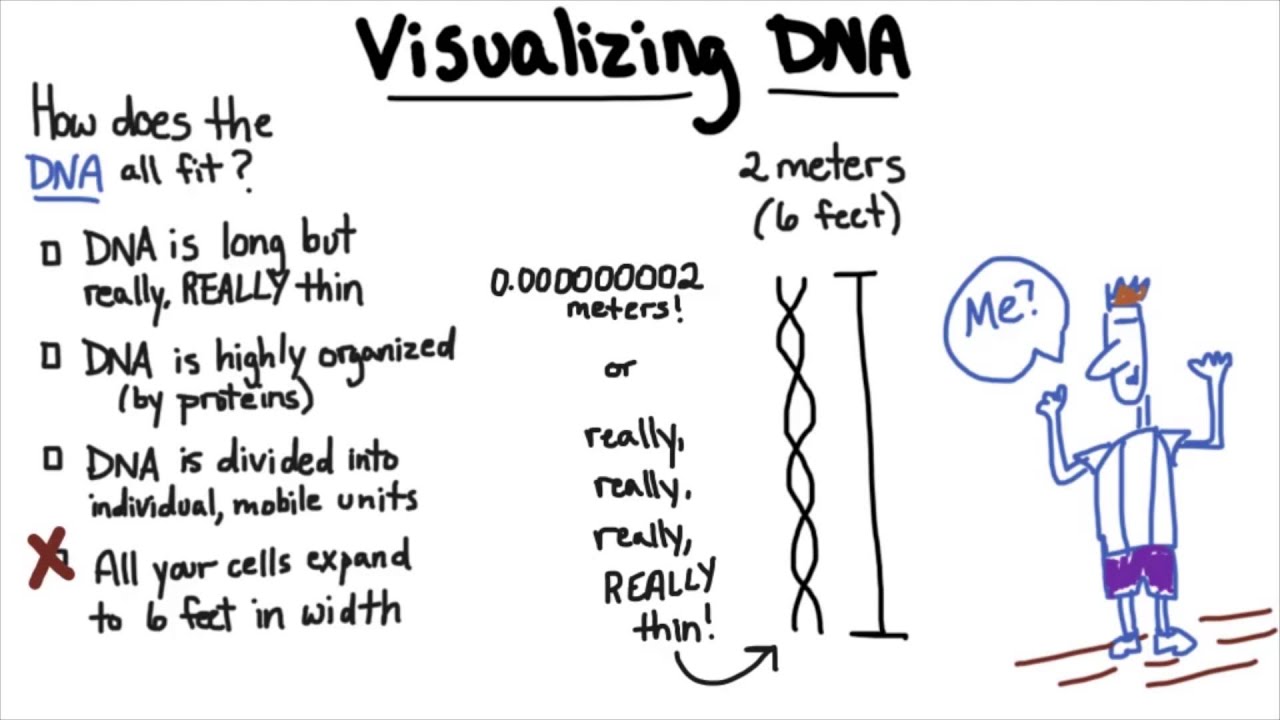 Visualizing DNA - Tales from the Genome - YouTube