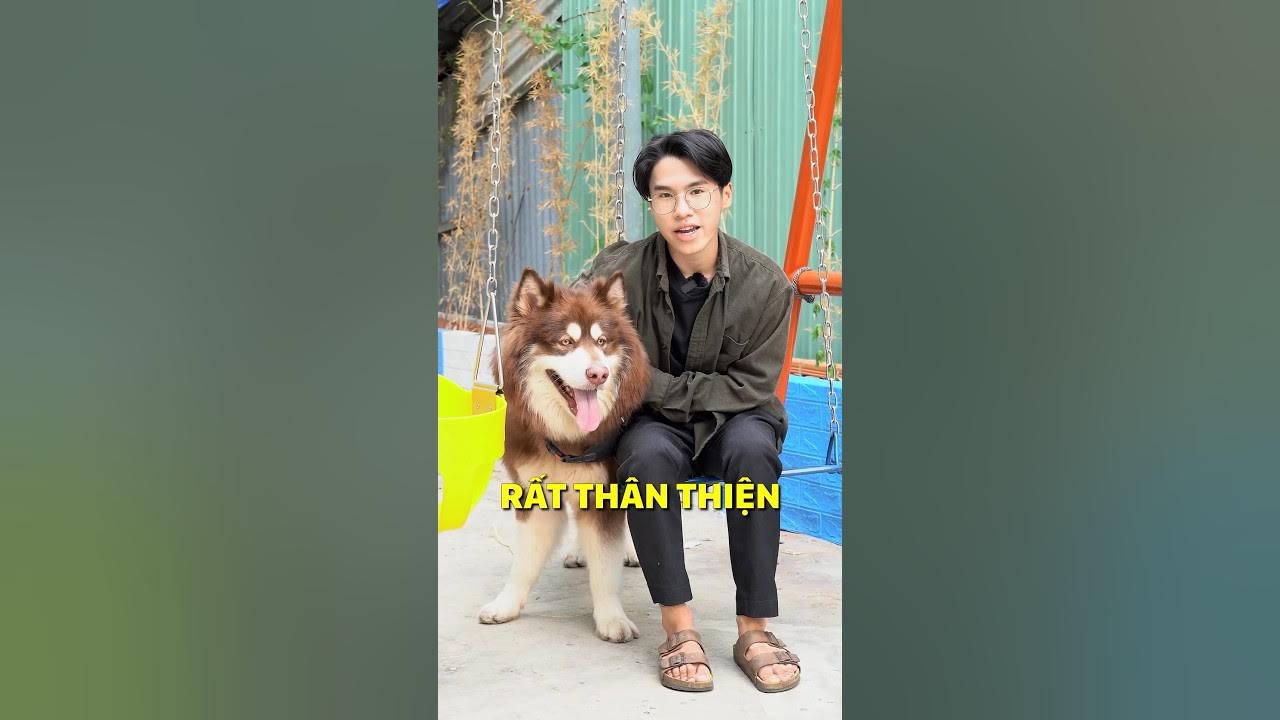 Những điều thú vị về dòng chó Alaska P2 #youtubeshorts #pets - YouTube