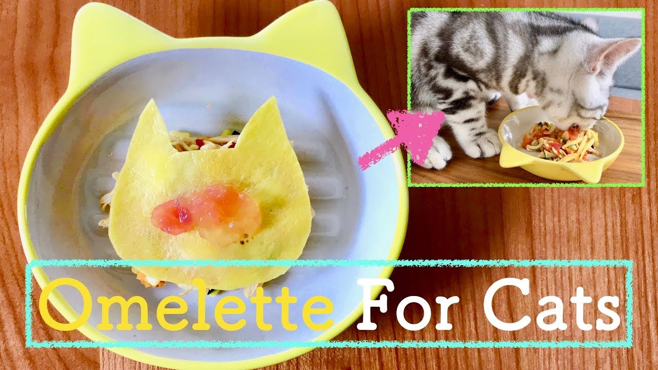 How to cook Cat Omelette【Snacks For Cats】 - YouTube