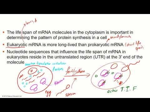 concept 18.3 : Noncoding RNAs play multiple roles in controlling gene ...