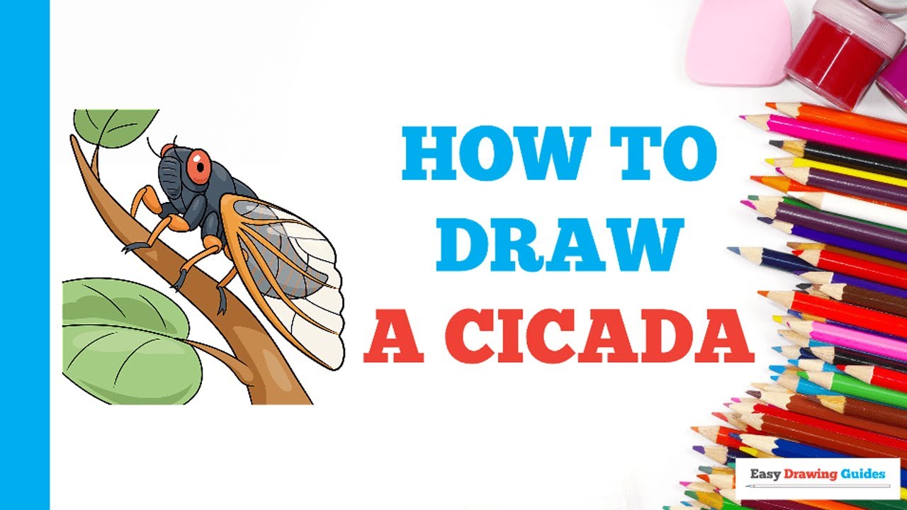 How to Draw a Cicada: Easy Step by Step Drawing Tutorial for Beginners ...