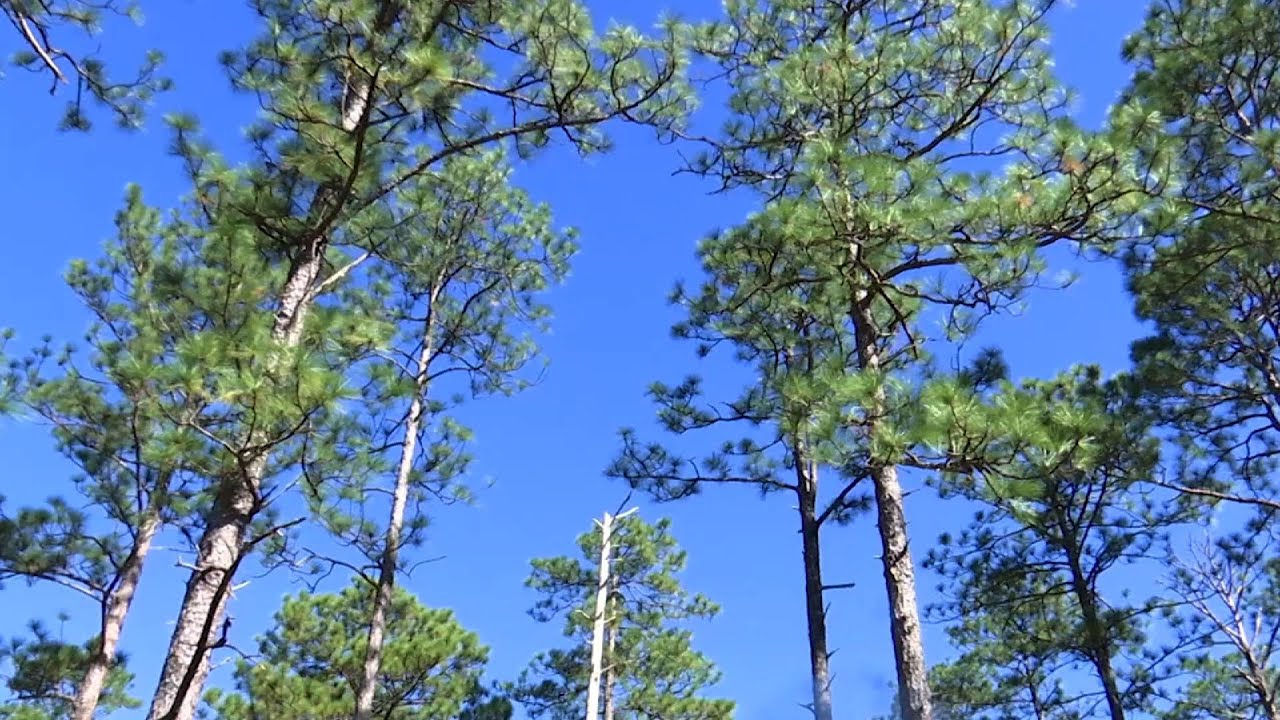 Recovery begins to restore longleaf pine forests - YouTube
