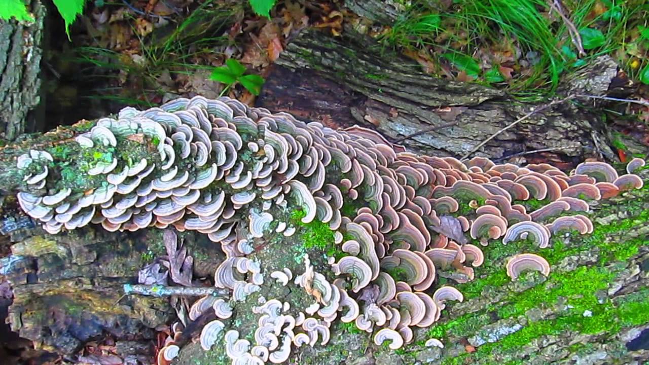 Super Neat Coriolus Turkey Tail Mushroom Formation!? - YouTube
