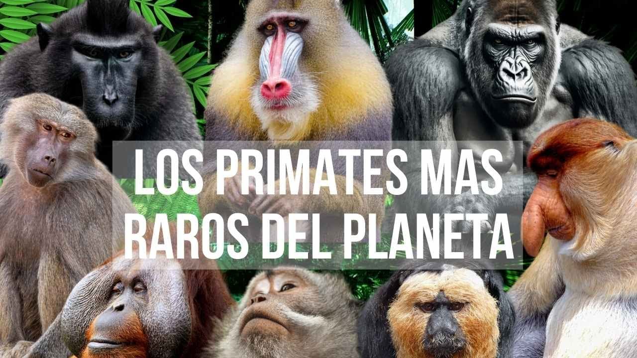 CONOCE a Los PRIMATES 🐒mas RAROS y Fascinantes 🦧del Planeta🌏 - PARTE 1 ...