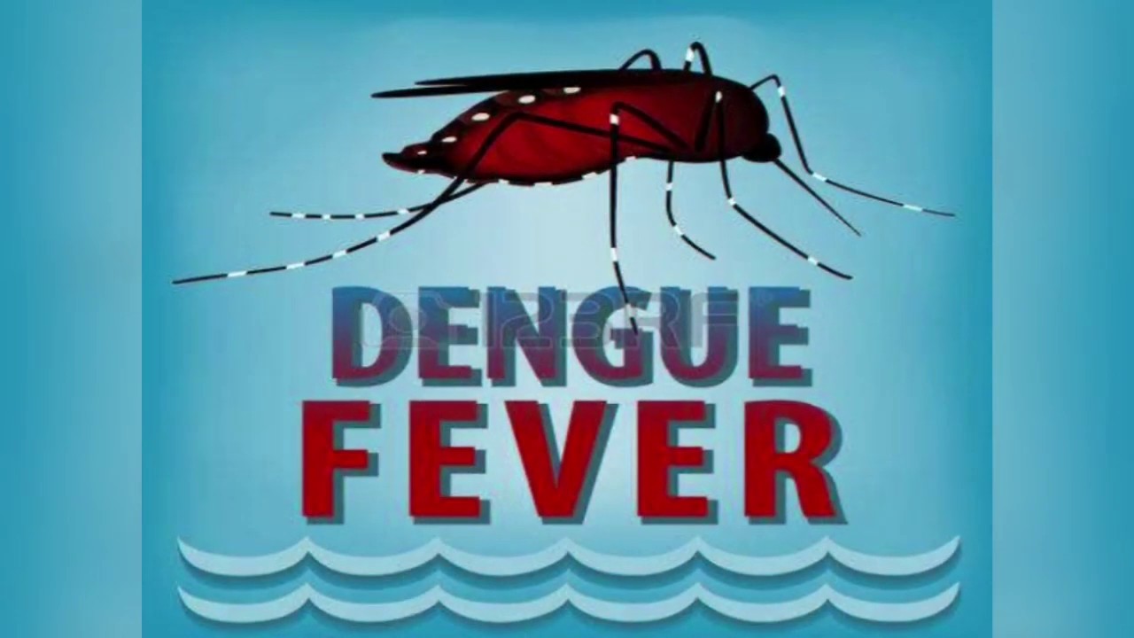 Project on dengue fever for class 12th - YouTube