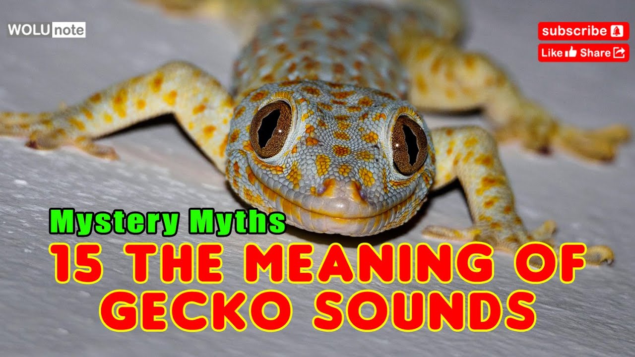 Mystery Myths 15 The Meaning of Gecko Sounds Which Become a Sign of ...