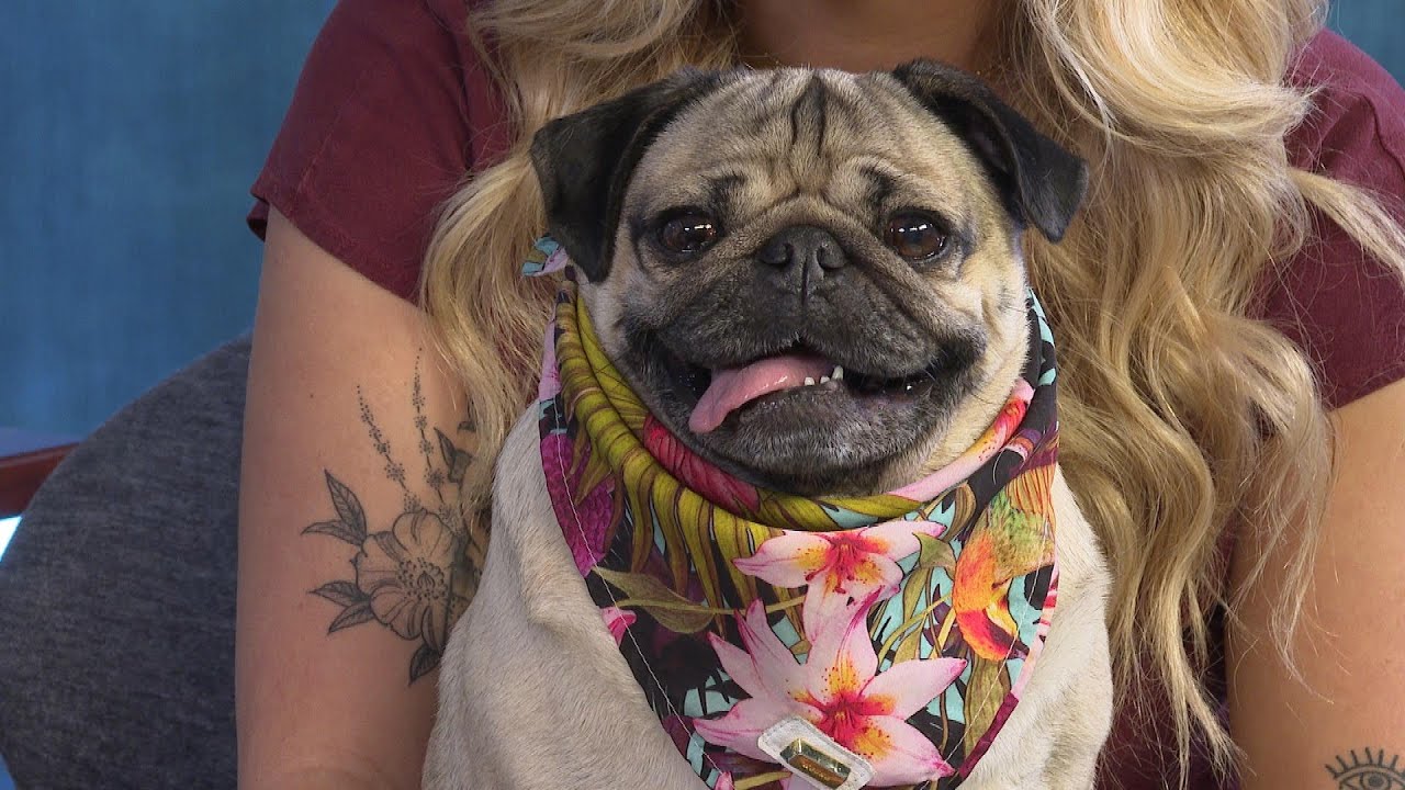 How Doug the Pug Became a Social Media Superstar! - YouTube