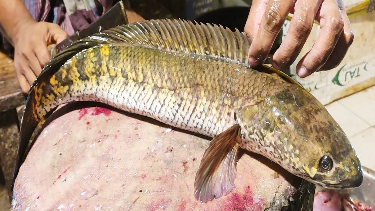 Amazing Live Sola Fish Cutting In Fish Market | Fish Cutting Skills ...