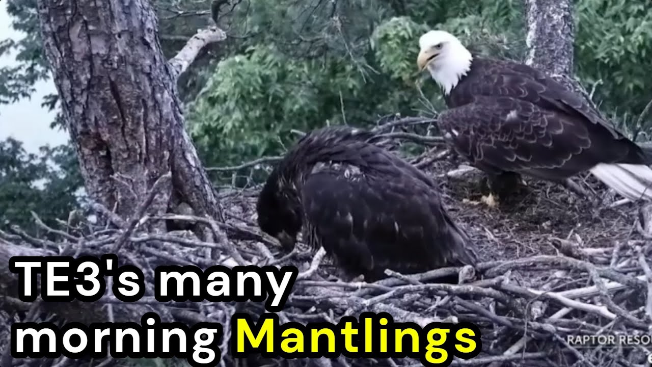TE3's many morning Mantlings. 6/10/25 - Mrs. T of Trempealeau, WI - YouTube
