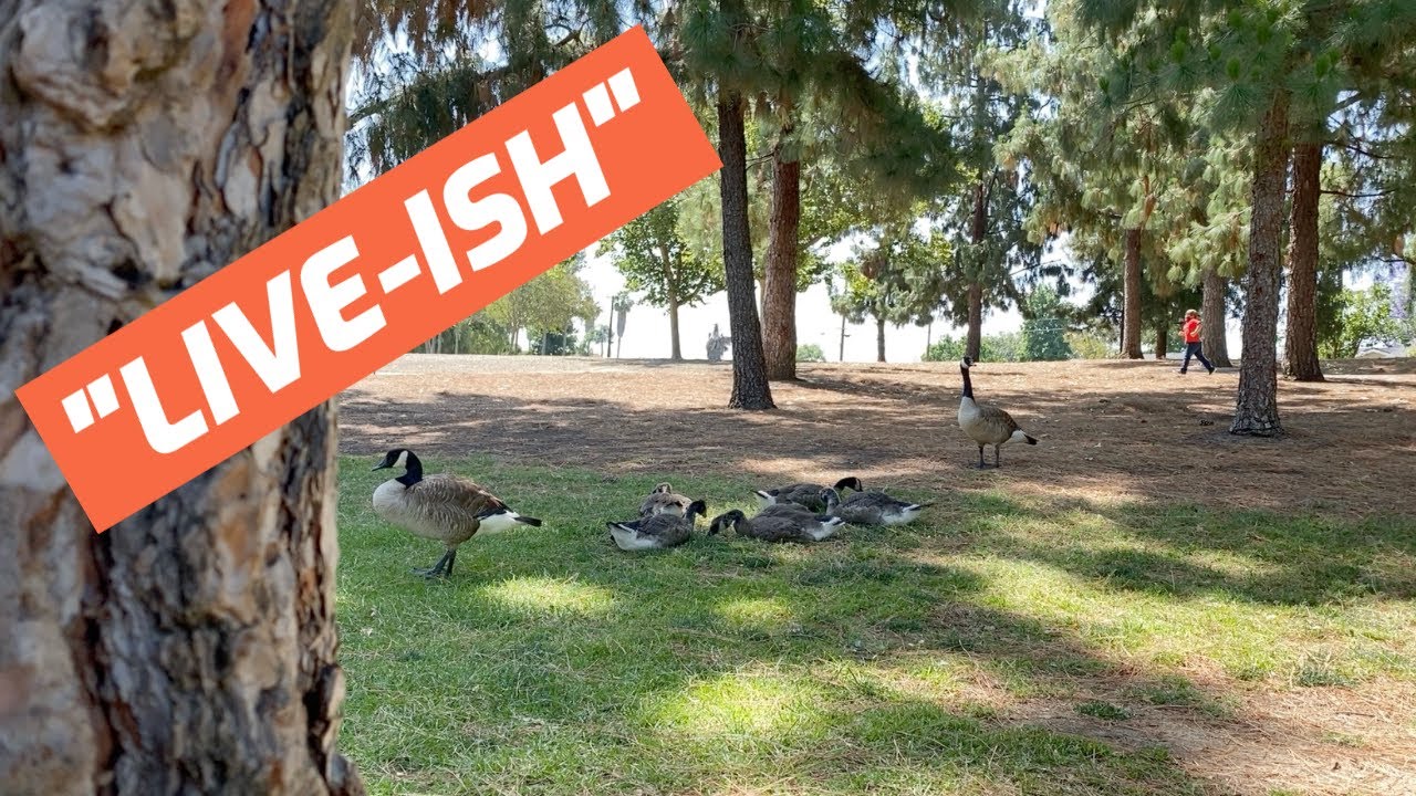 “LIVE ISH” Ep.7 - YouTube
