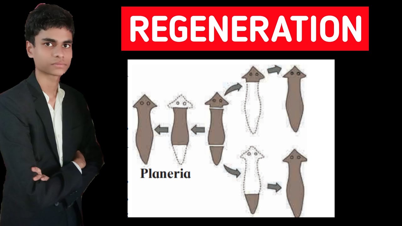 What is Regeneration ? Full process explained | Regeneration in ...