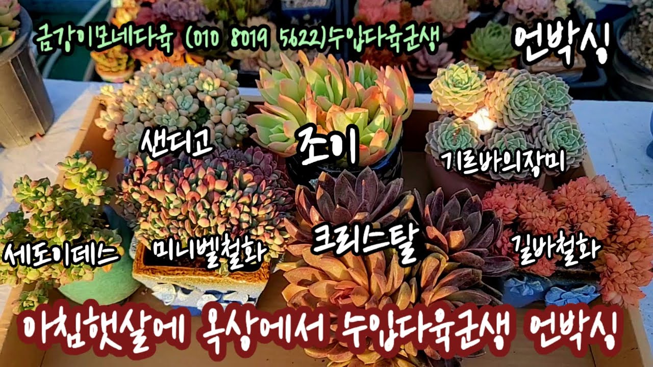 묵은수입다육군생들~풍성하고 착한가격으로 품었어요 미니벨철화 샌디고 조이 기르바의장미 세도이데스 크리스탈 길바철화언박싱