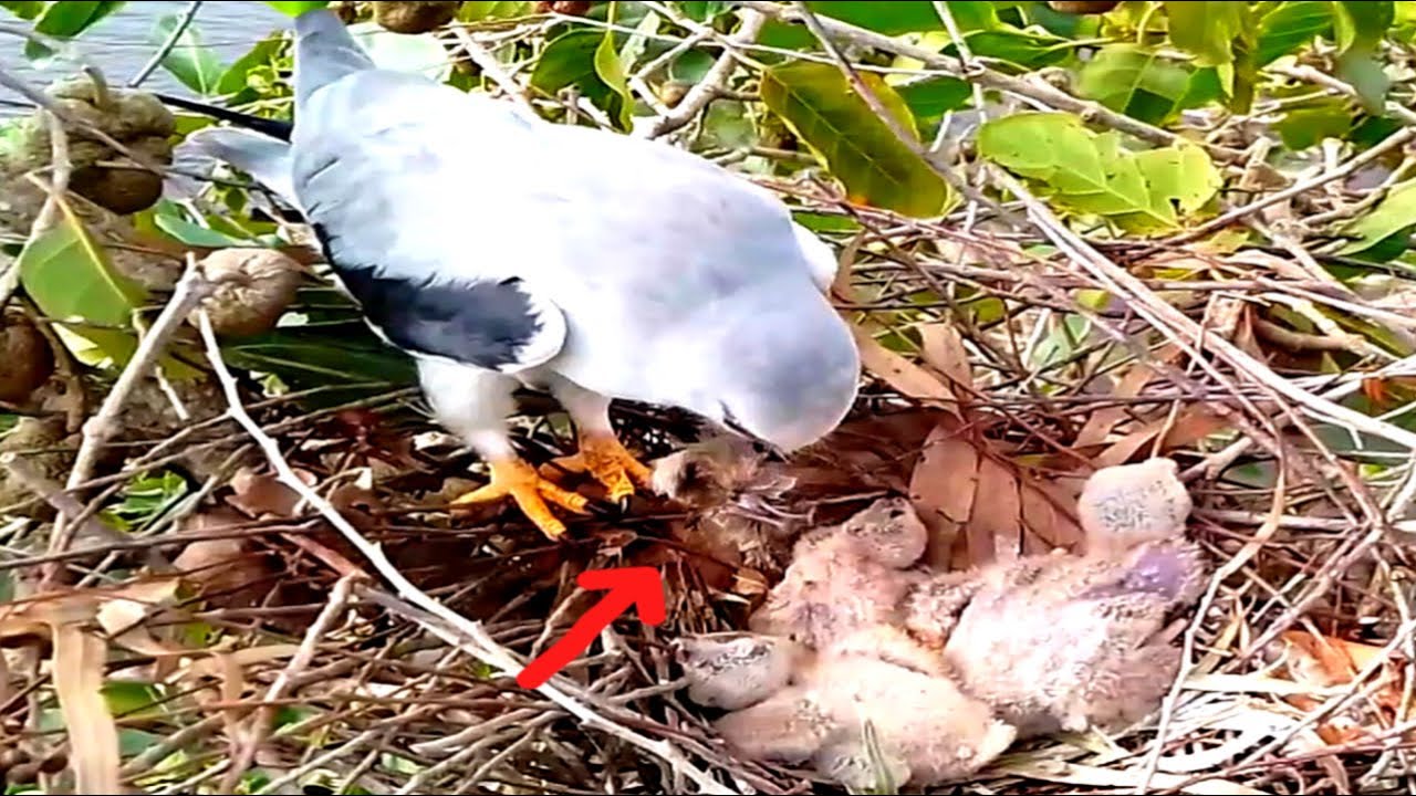 Black-winged kite birds step on mouse meat to feed their young. - YouTube